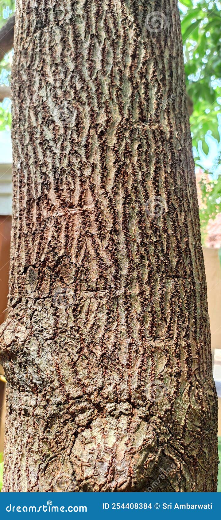 Texture of mango trunk stock photo. Image of trunk, autumn - 254408384