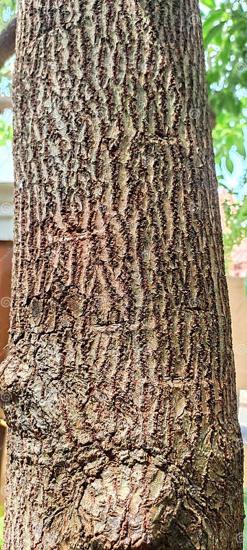 Texture of mango trunk stock photo. Image of trunk, autumn - 254408384