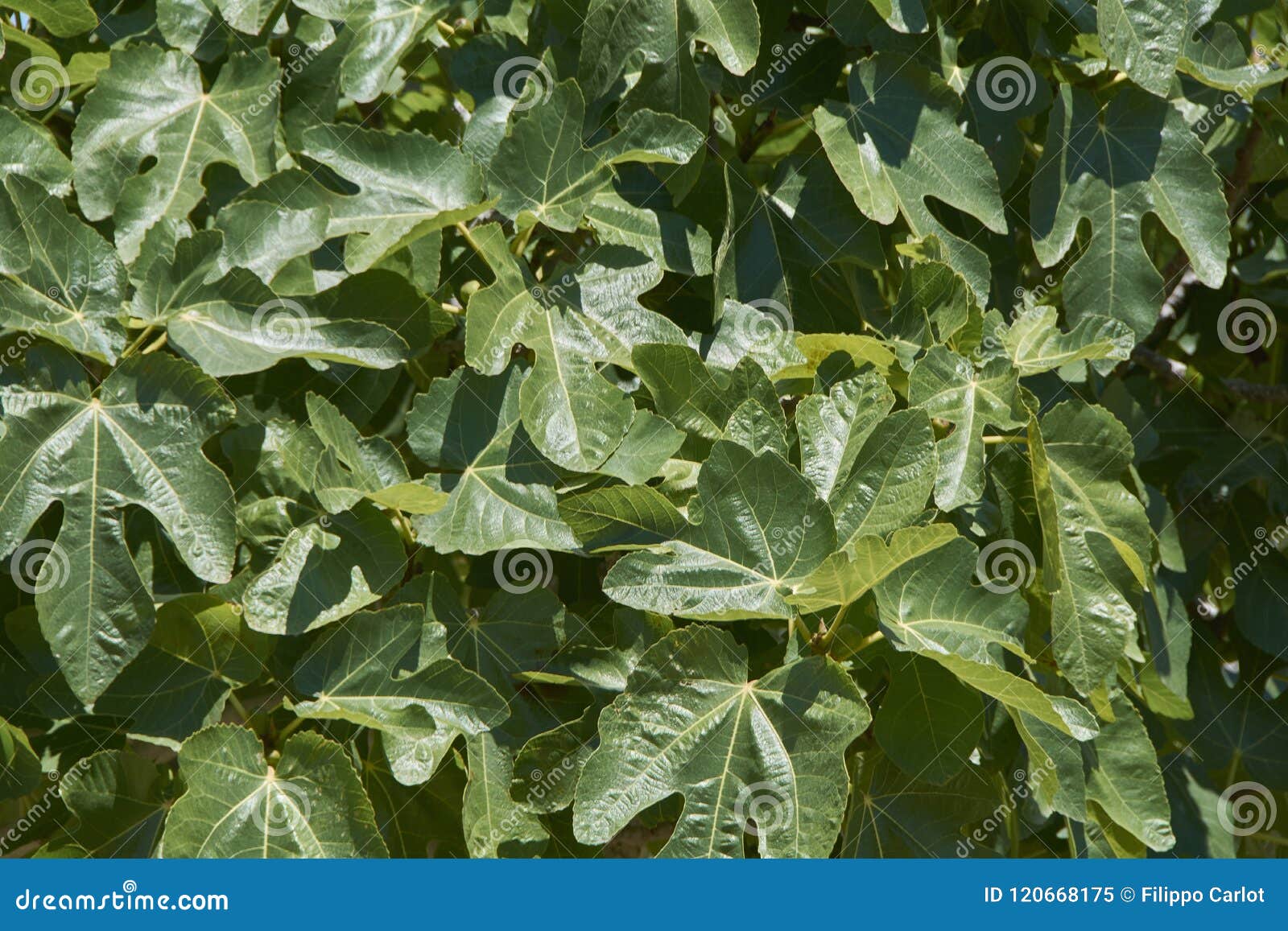 Texture with Many Fig Leaves Stock Image - Image of fruit, veins: 120668175