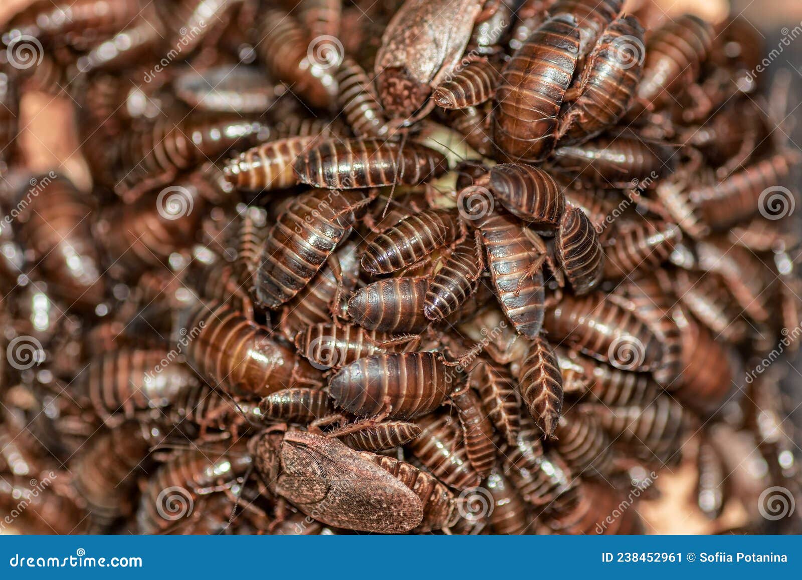 Texture of Many Marble Cockroaches Stock Image - Image of control ...