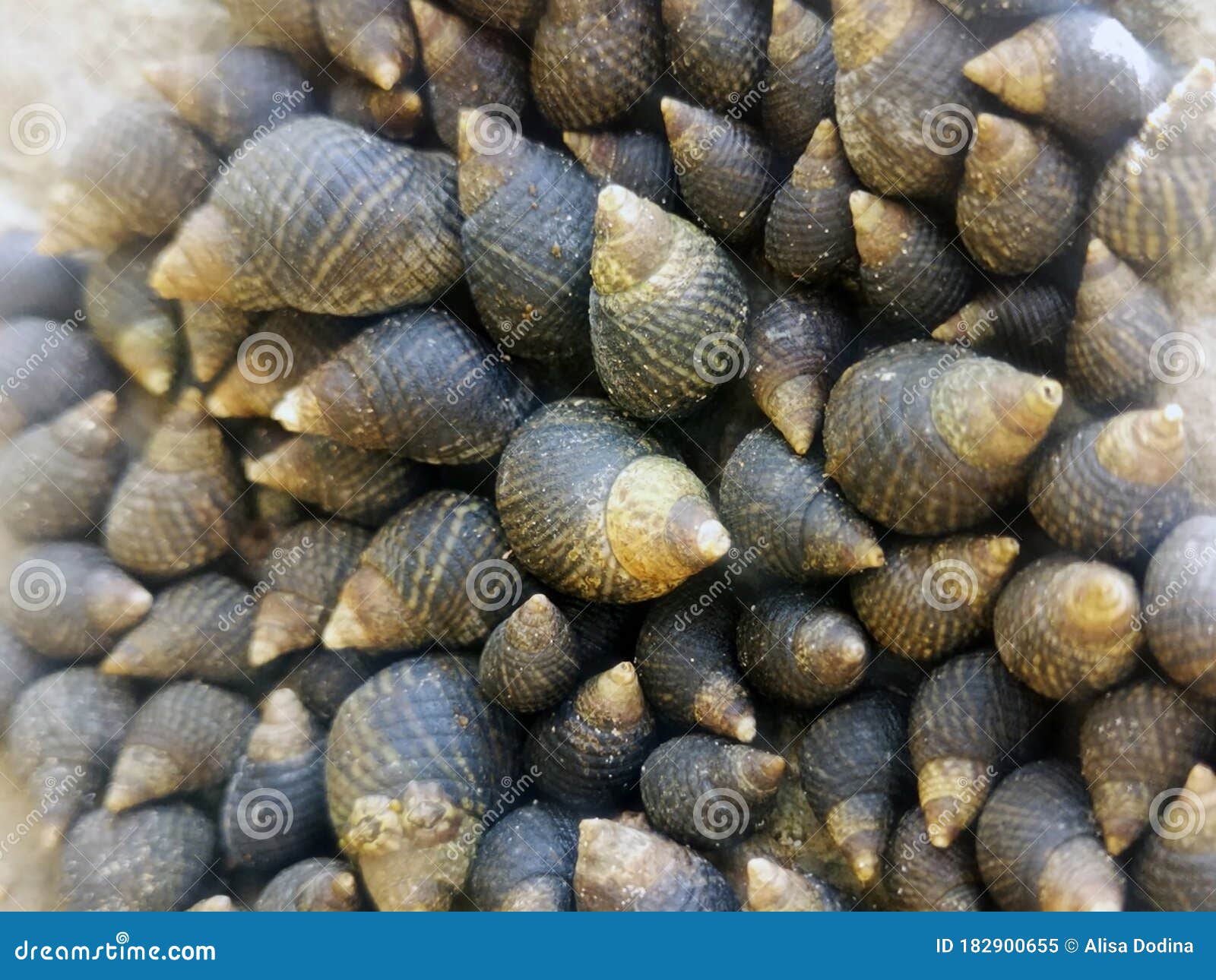 The Texture of Many Small Shells is Dark Brown. Stock Image - Image of ...