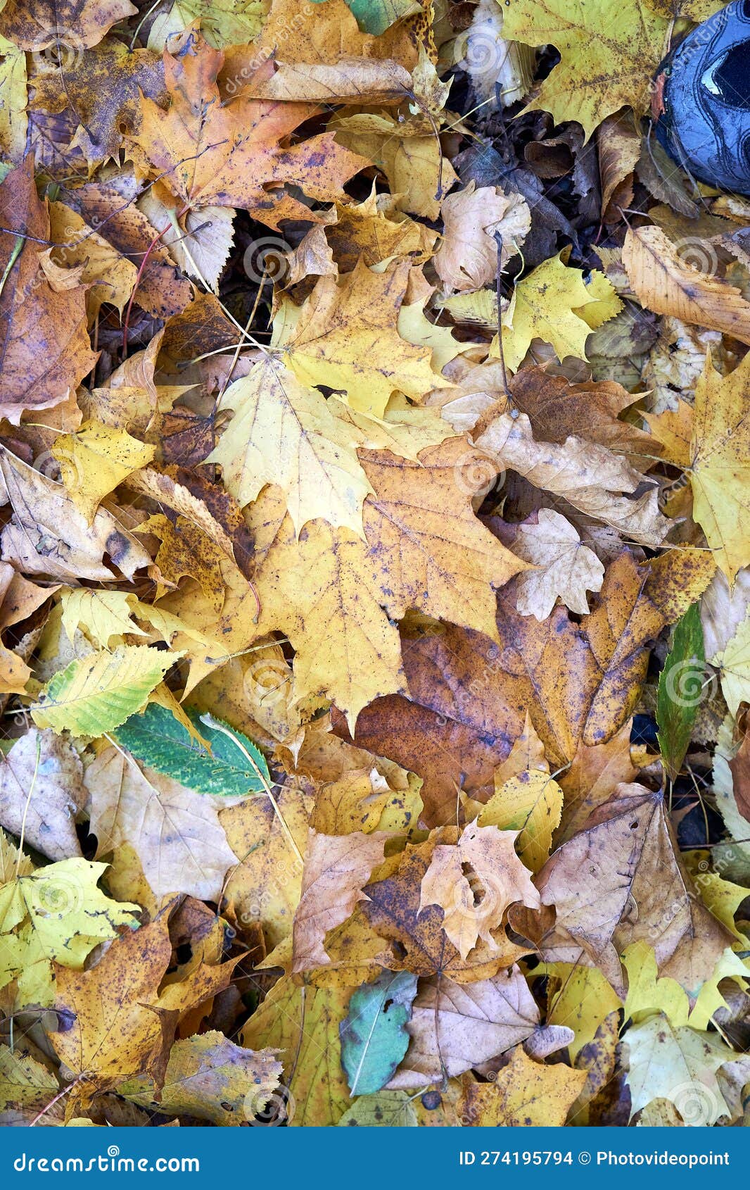 Texture Maple Leaves on the Ground. Autumn Carpet of Foliage. Stock ...