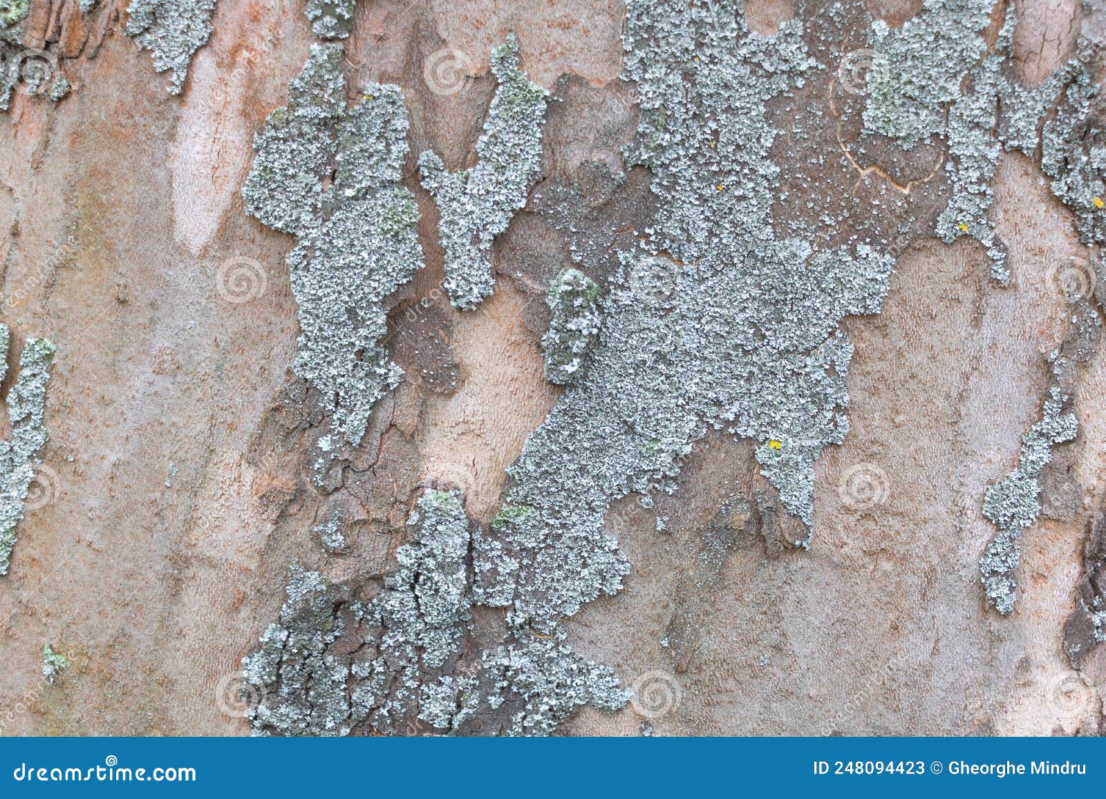 The Texture of a Maple Tree Bark Close Up - Good for Your Design Stock ...