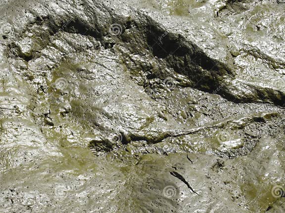 The Texture of Marine Slurry Stock Photo - Image of flora, stagnant ...