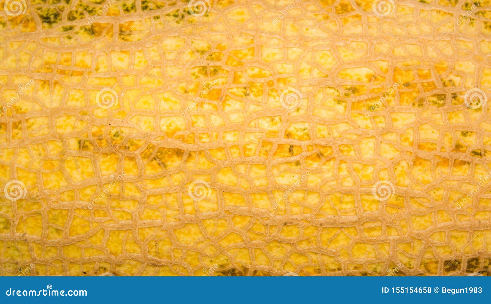 The texture of the melon. stock photo. Image of orange - 155154658