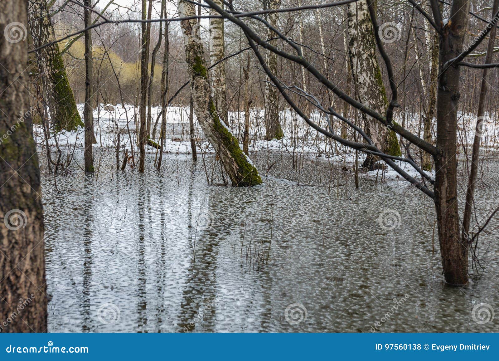 Texture of Melt Water in Early Spring Forest. Green Moss on Tree Stock ...
