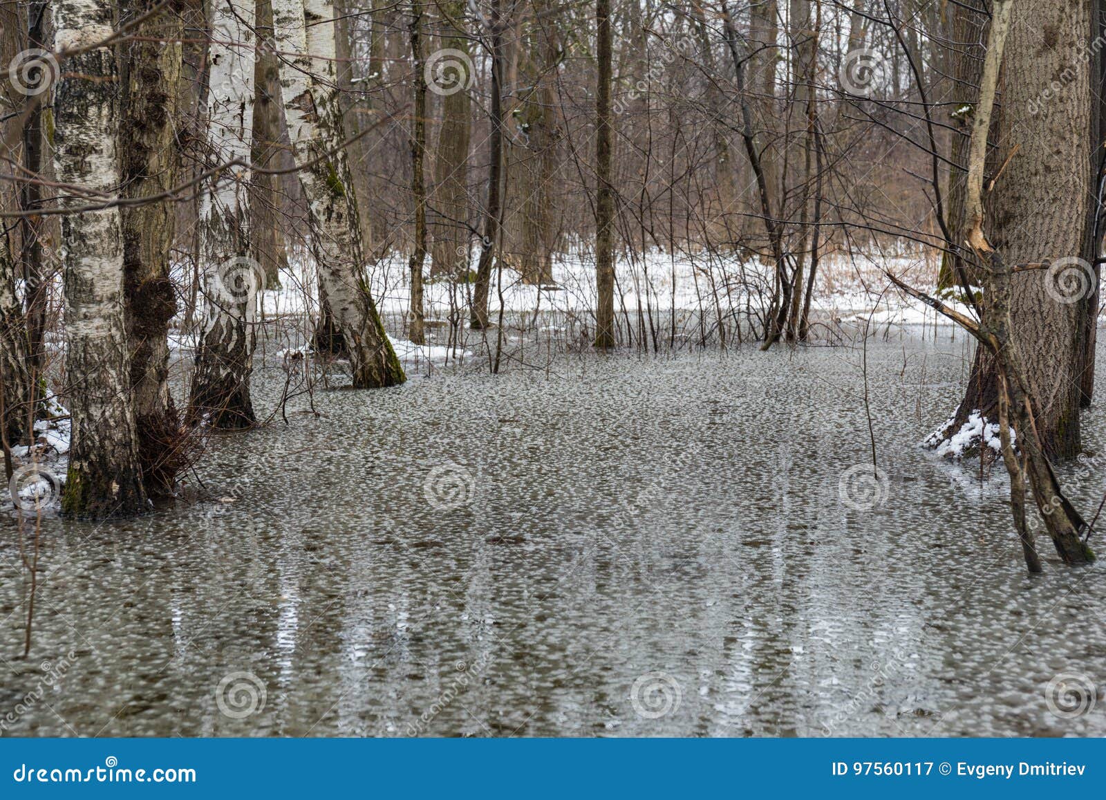Texture of Melt Water in Early Spring Forest. Stock Image - Image of ...