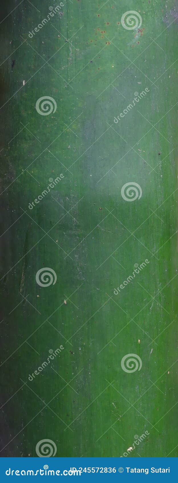 The Texture of the Midrib of the Betel Nut is Still Young and Green ...