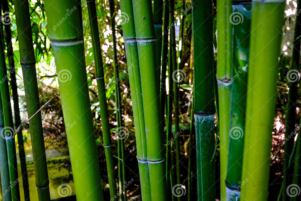 Texture of Mini Bamboo Green Color. Stock Photo - Image of leaf ...