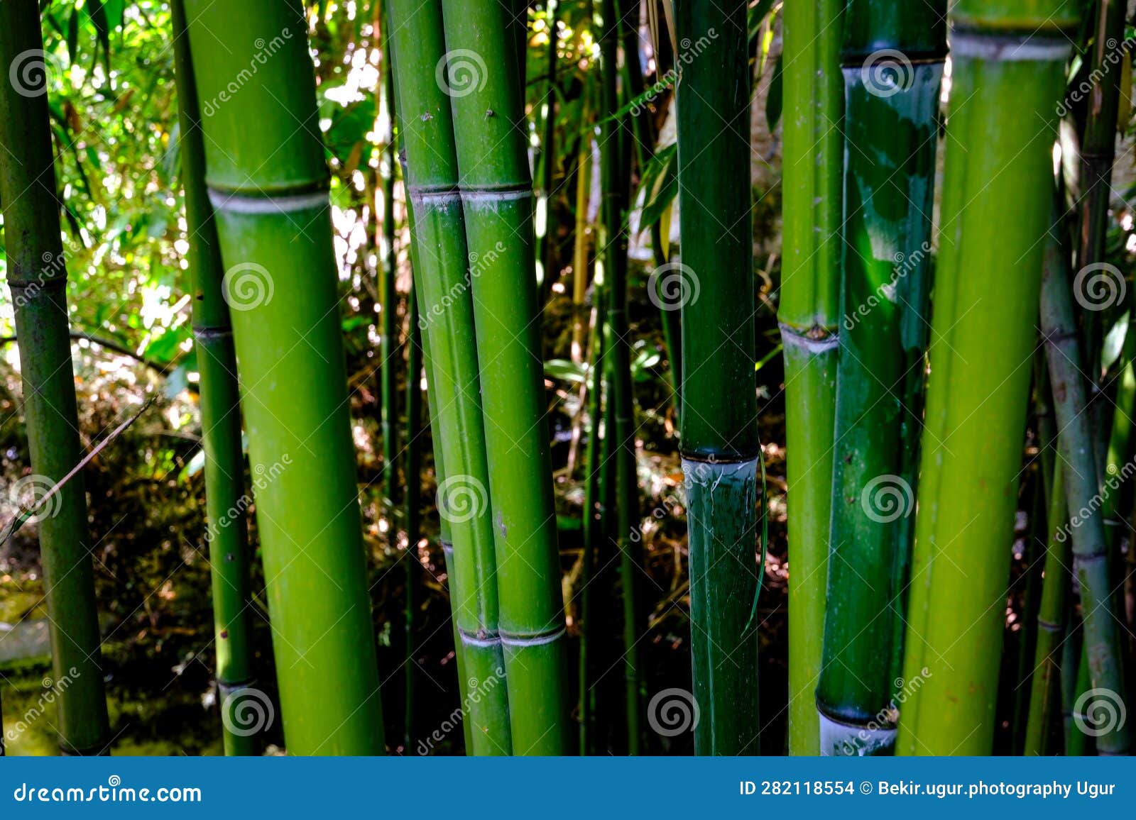 Texture of Mini Bamboo Green Color. Stock Photo - Image of decoration ...