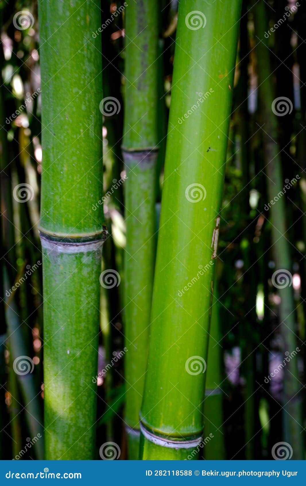 Texture of Mini Bamboo Green Color. Stock Photo - Image of meadow ...