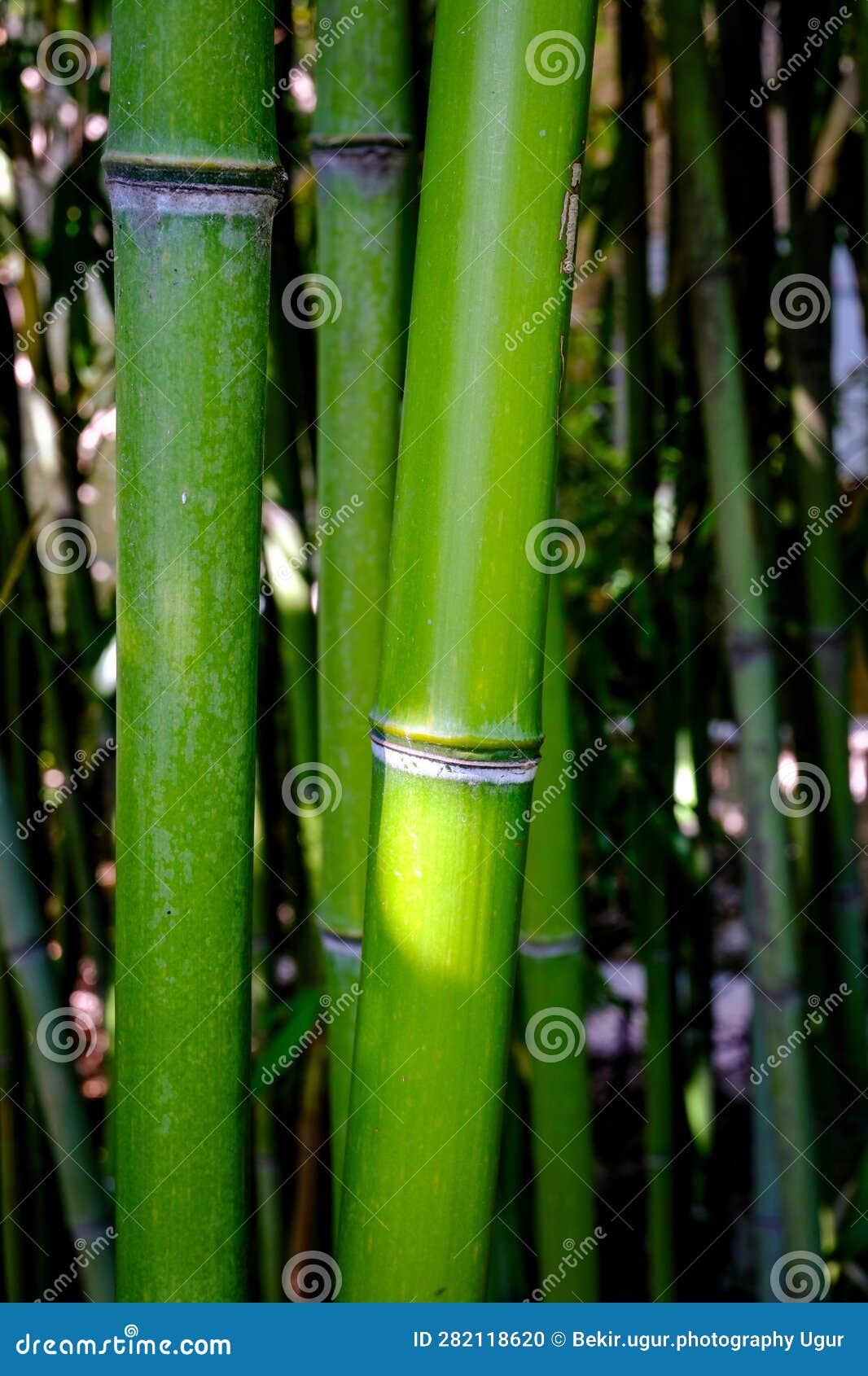 Texture of Mini Bamboo Green Color. Stock Photo - Image of nature ...