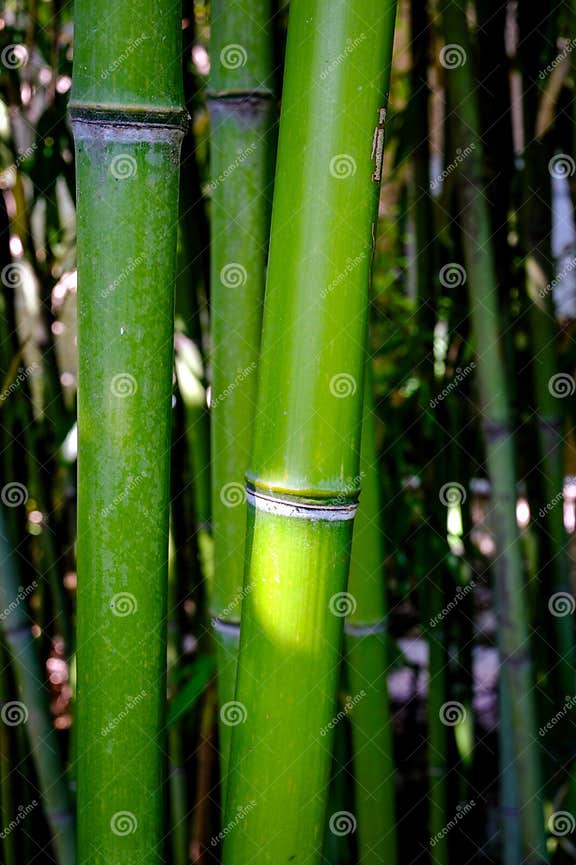 Texture of Mini Bamboo Green Color. Stock Photo - Image of nature ...