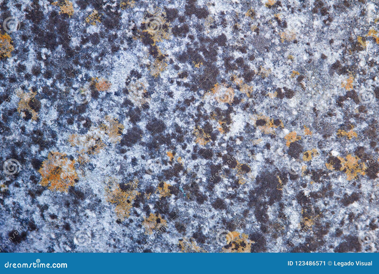 Texture of Moldy and Old Wall Stock Image - Image of natural, surface ...