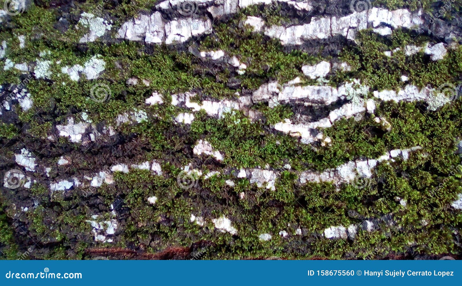 Texture of a Moldy Tree Bark Stock Photo - Image of plant, format ...