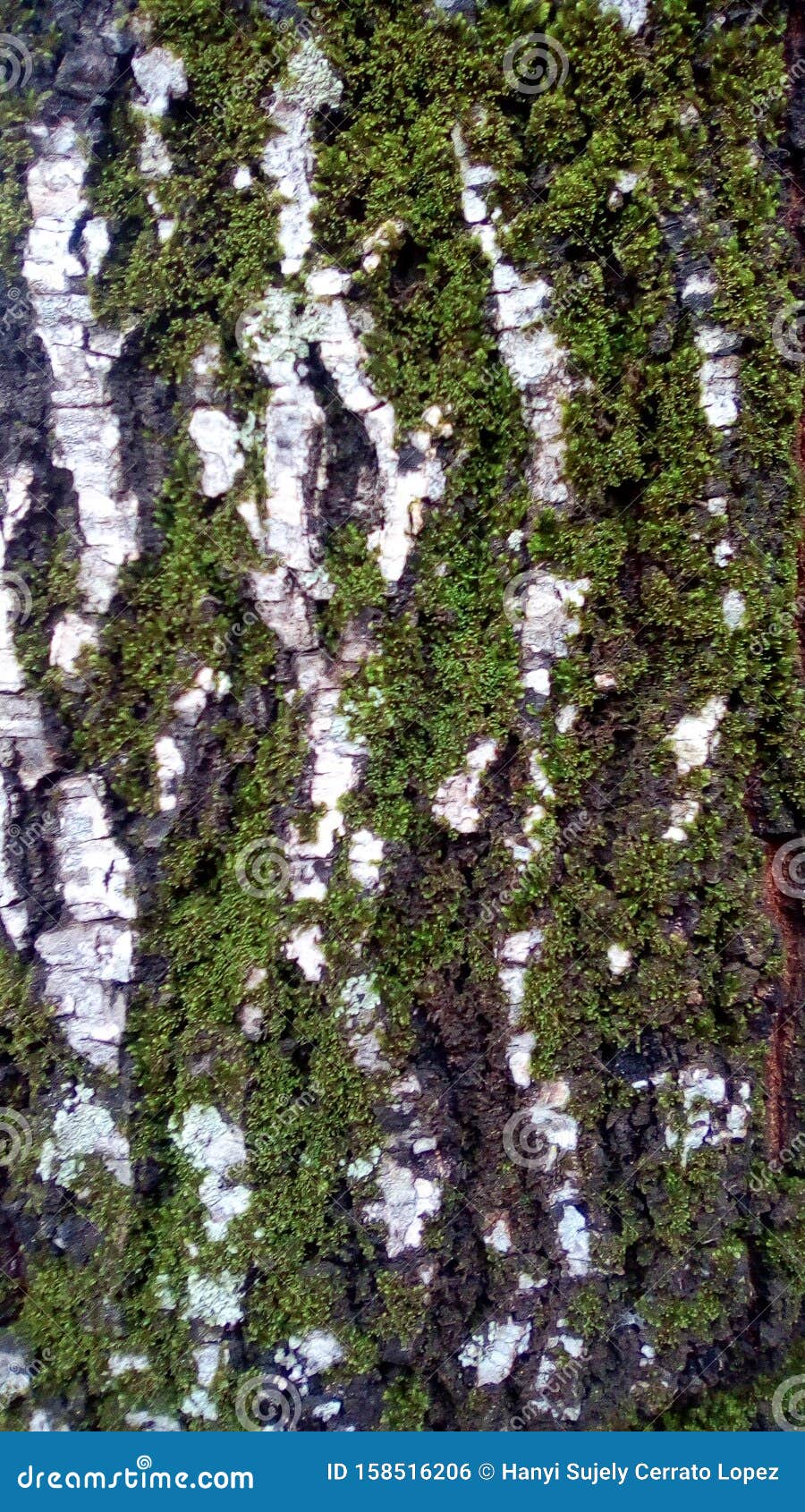 Texture of a Moldy Tree Bark Stock Photo - Image of wild, abstract ...