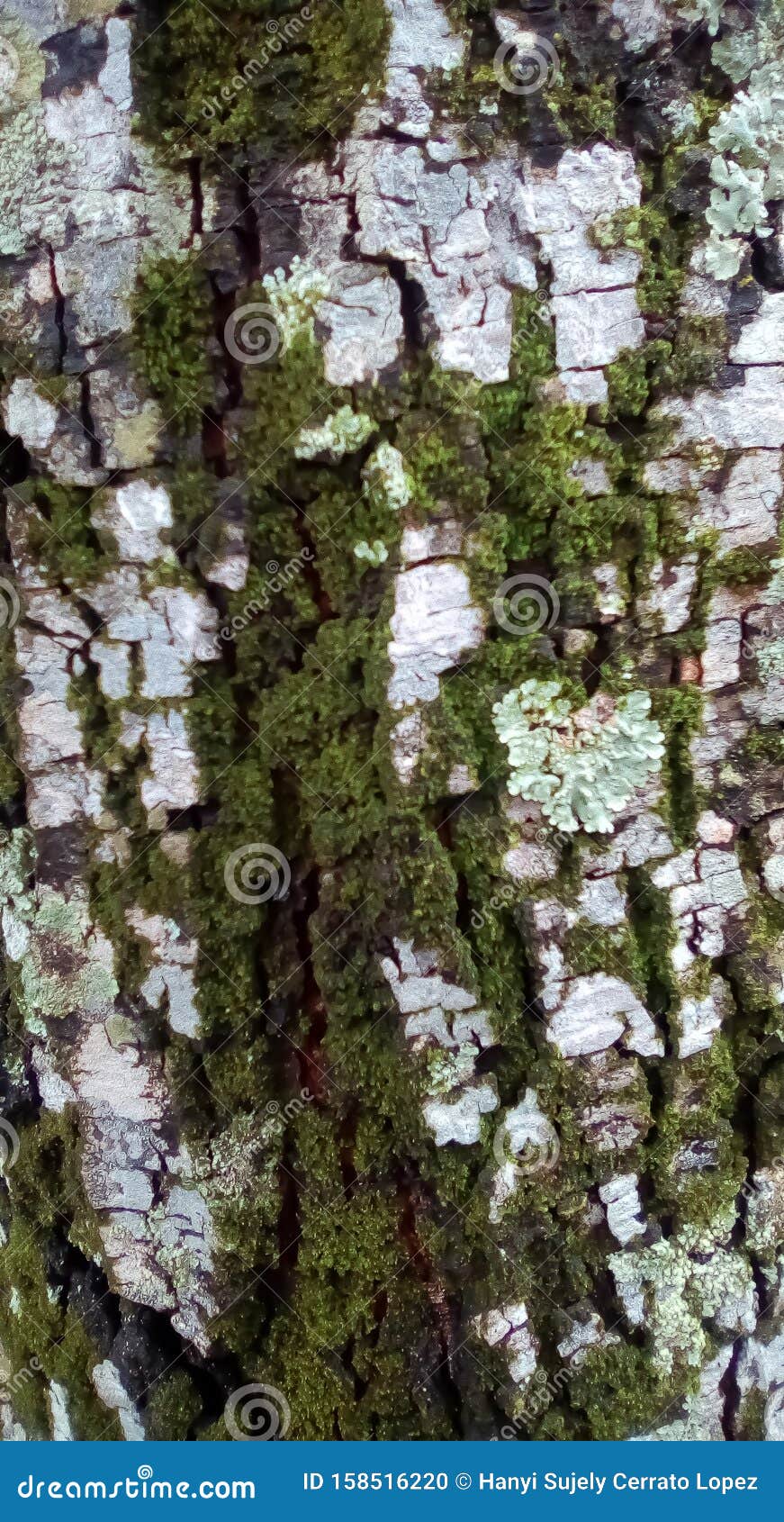 Texture of a Moldy Tree Bark Stock Photo - Image of format, plant ...