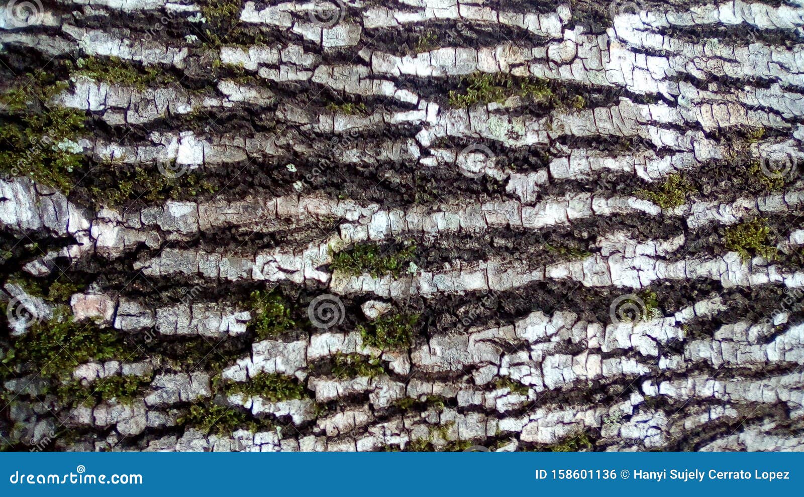 Texture of a Moldy Tree Bark Stock Photo - Image of cracks, cortex ...