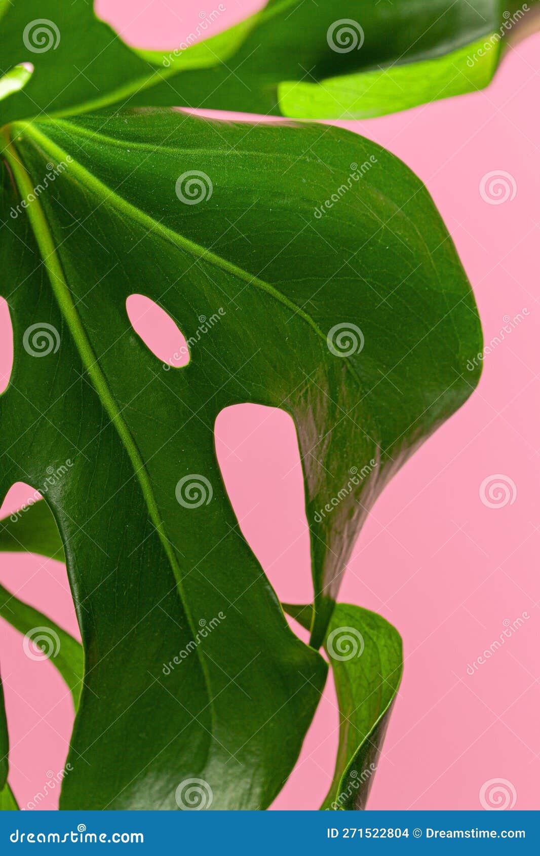 Texture of a Monstera Leaf Close Up on Pink Background Stock Photo ...