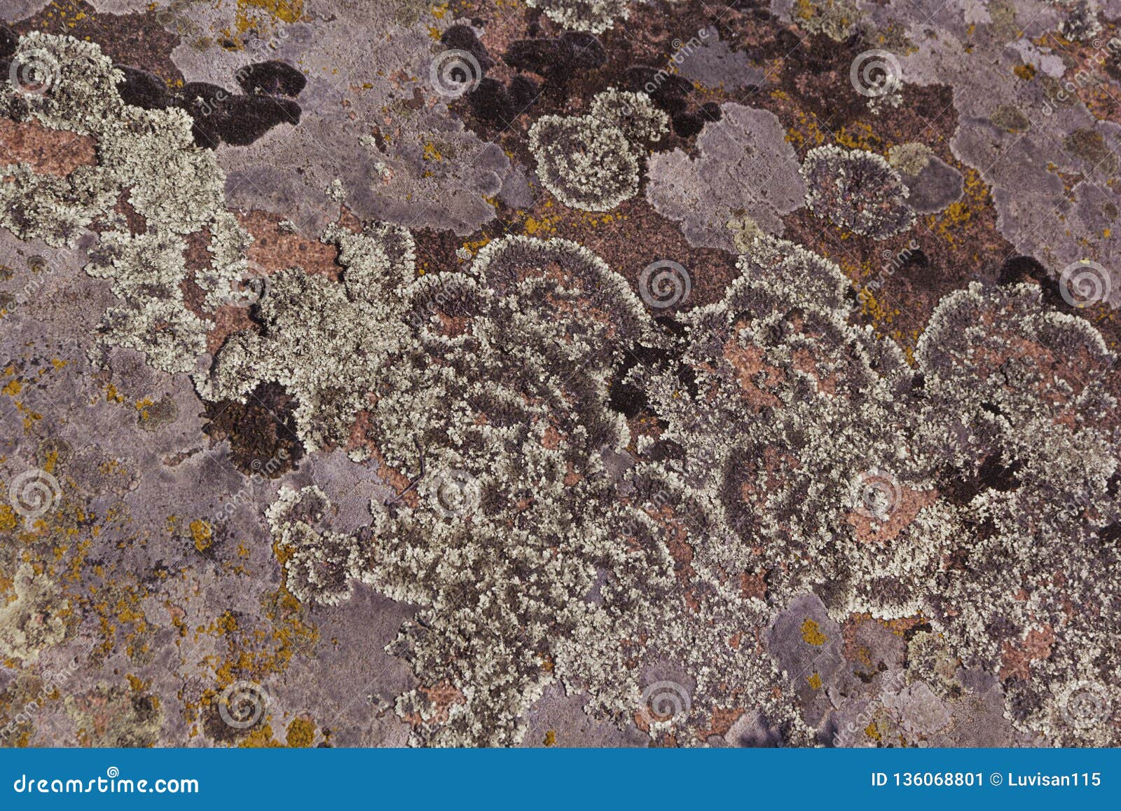 Texture of Moss, Mold in Stone, Nature Background Stock Image - Image ...