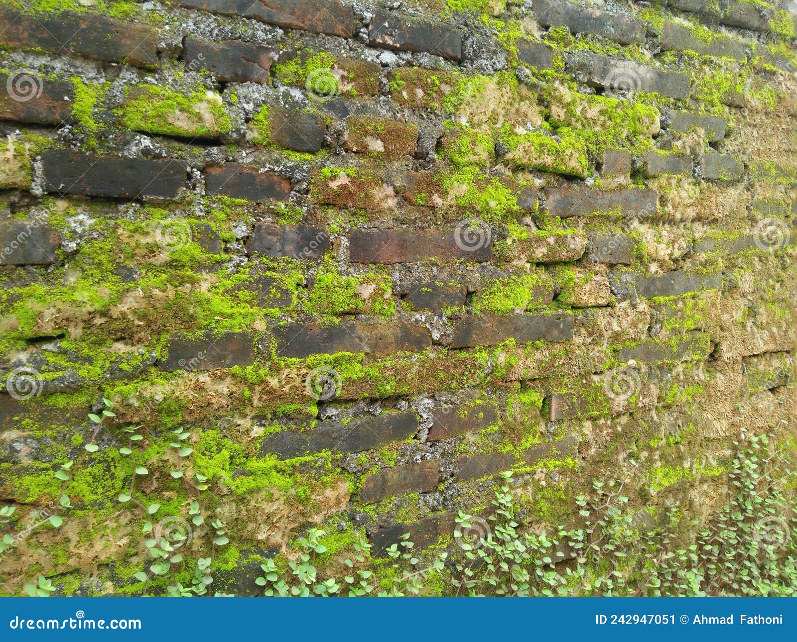 Texture of Mossy Brick Wall Stock Image - Image of geology, grass ...