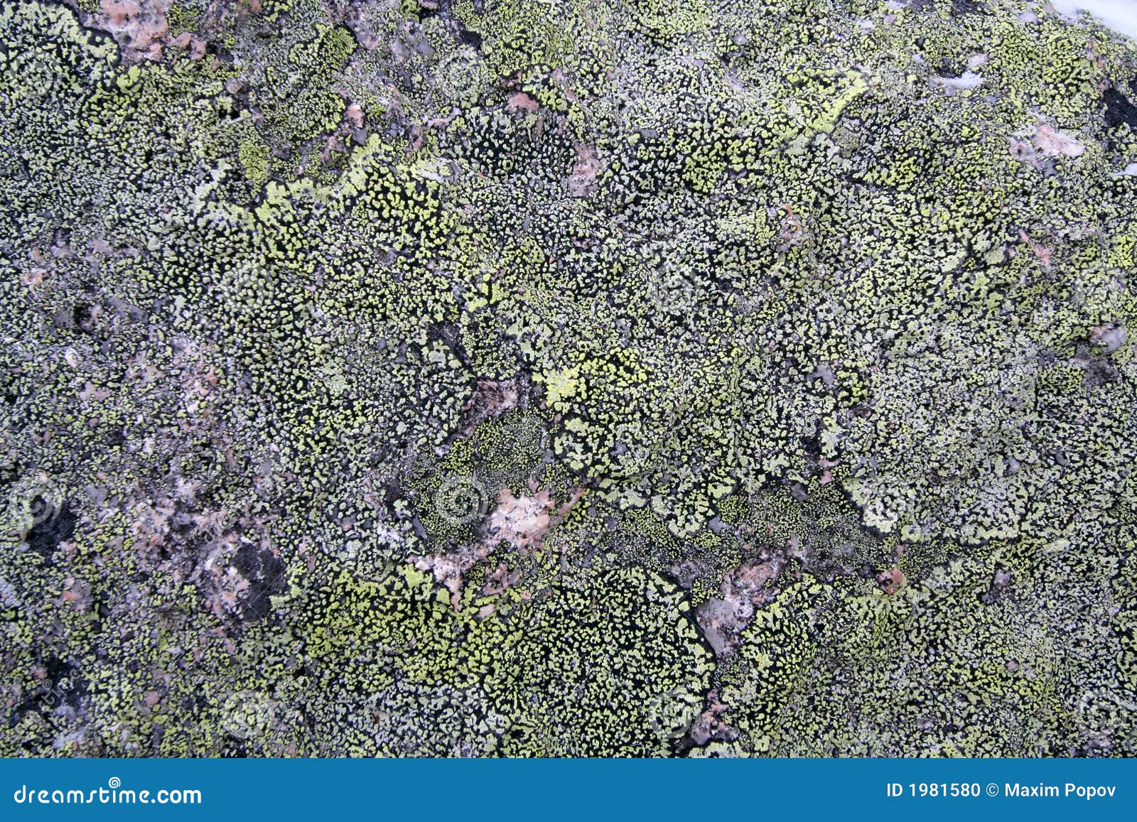 Texture mossy granite stock photo. Image of test, ancient - 1981580