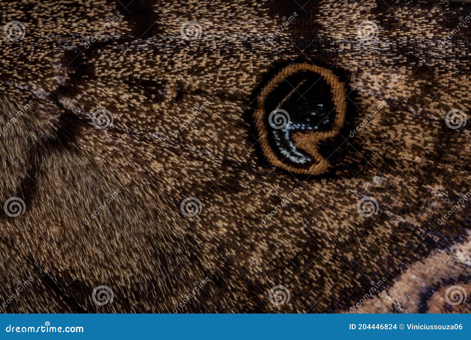 Texture of moth wing stock photo. Image of large, brazil - 204446824