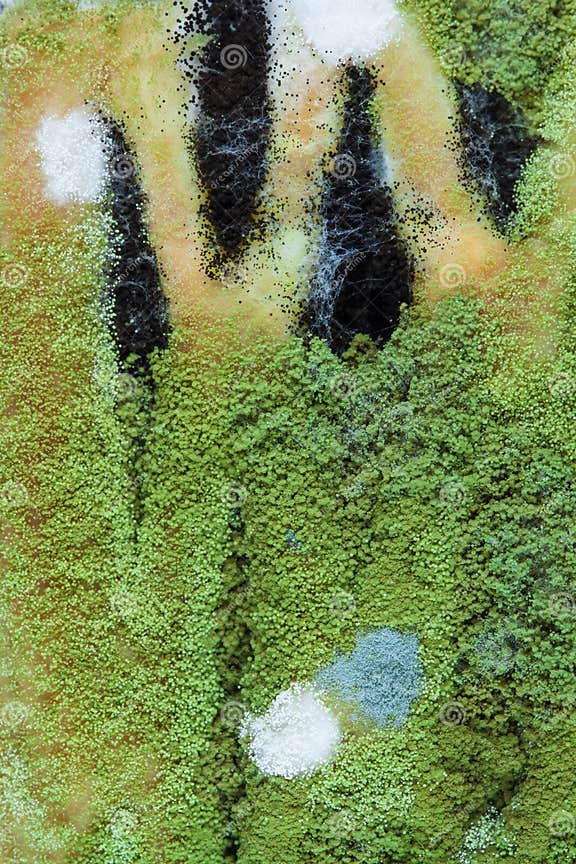 Texture of mouldy on pie stock photo. Image of mouldy - 56930440