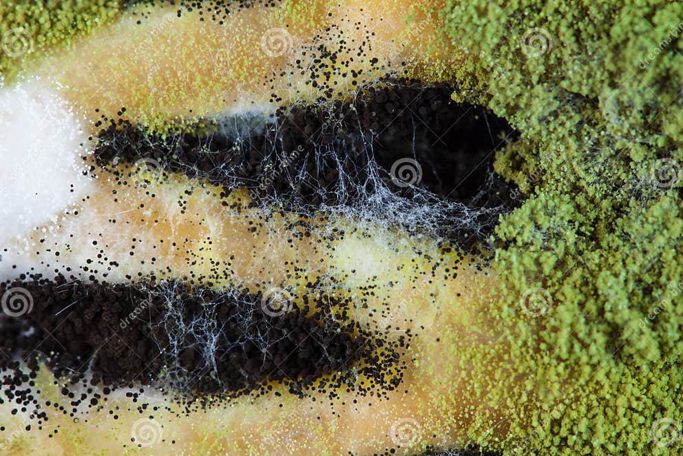 Texture of mouldy on pie stock image. Image of crispy - 56930697