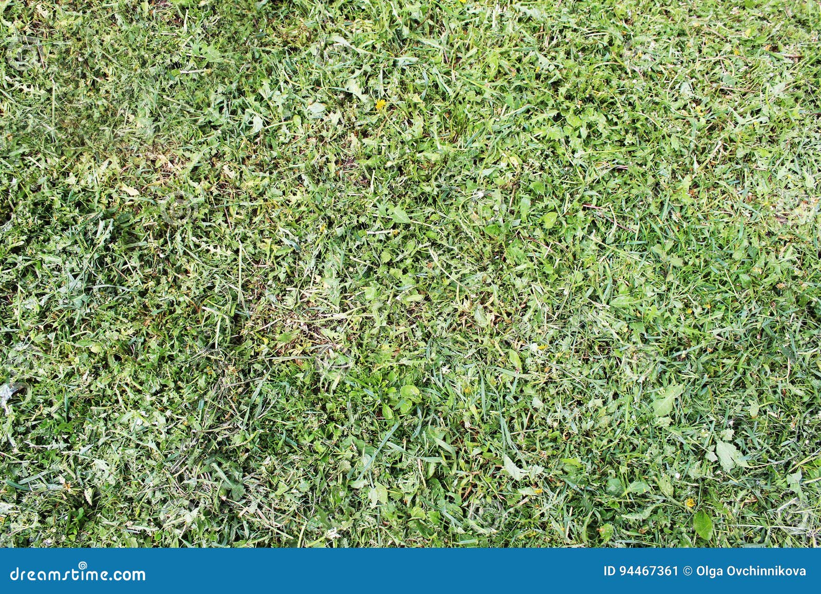 Texture of Mown Grass and Dandelions on a Summer City Lawn. Stock Image ...