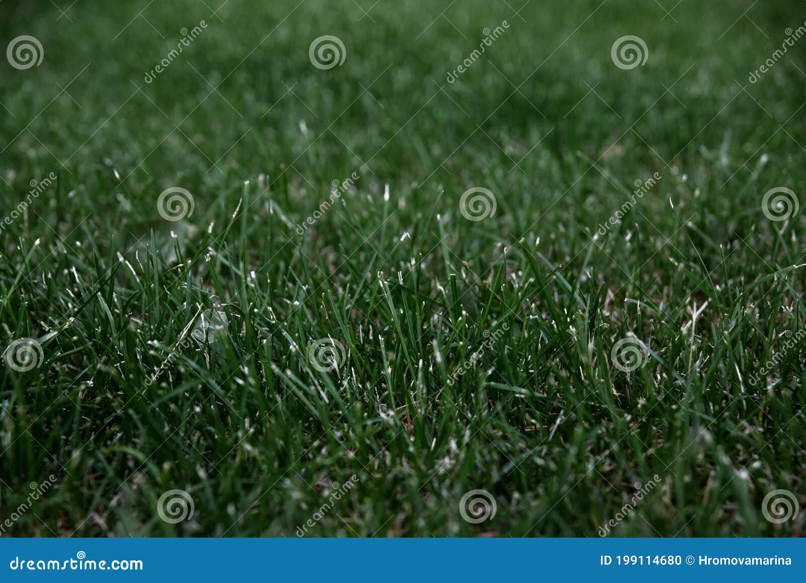 The Texture of the Mown Green Lawn Stock Photo - Image of natural ...