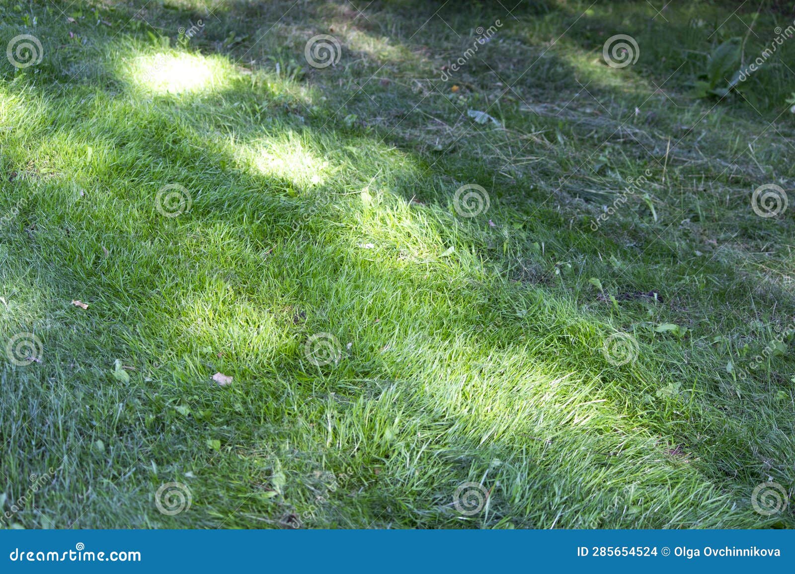 Texture of Mown and Half-cut Grass on a Summer City Lawn Stock Photo ...