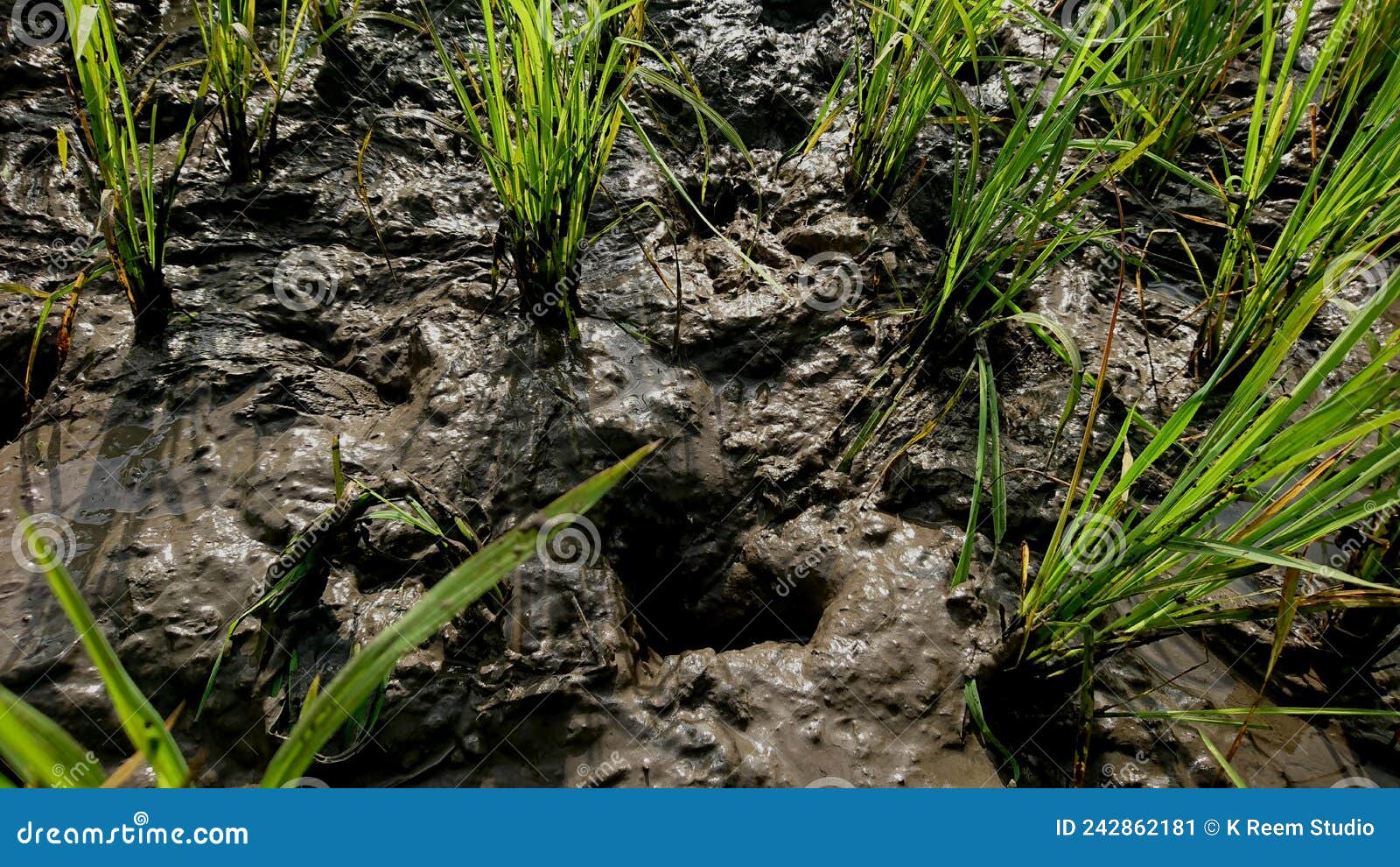 The Texture Of Mud In The Rice Fields With Young Rice Plants Stock ...
