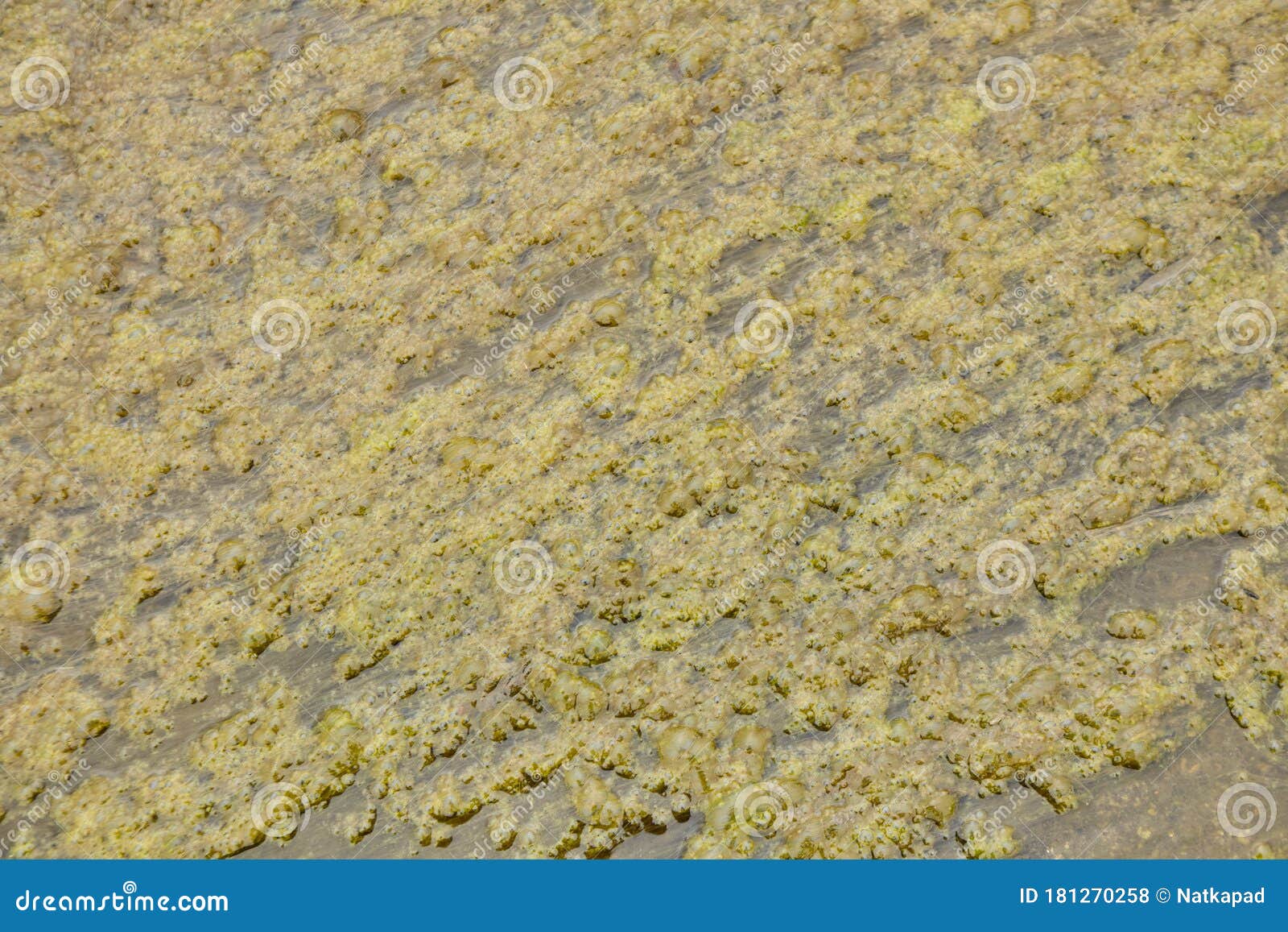 The Texture of a Muddy Puddle with Formed Mud and Quagmire Stock Photo ...