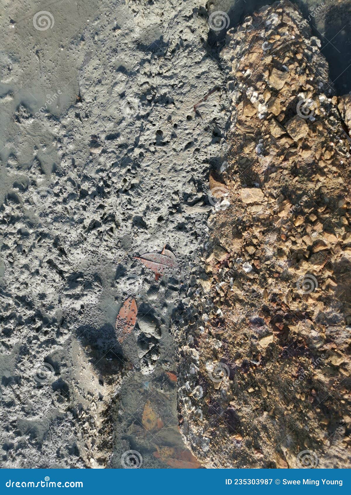 Texture of the Muddy Swamp Surface Stock Image - Image of pollution ...