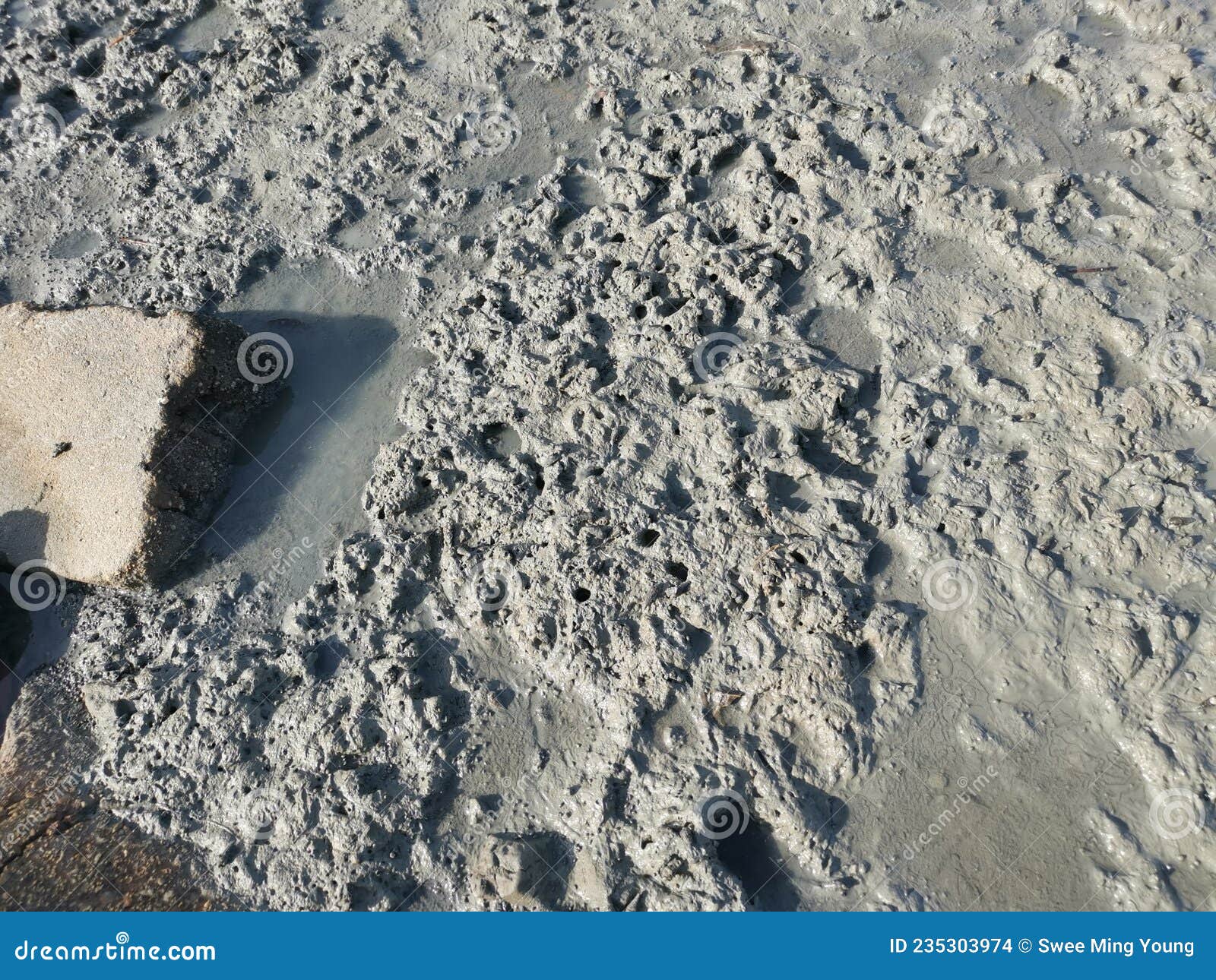Texture of the Muddy Swamp Surface Stock Photo - Image of pollution ...