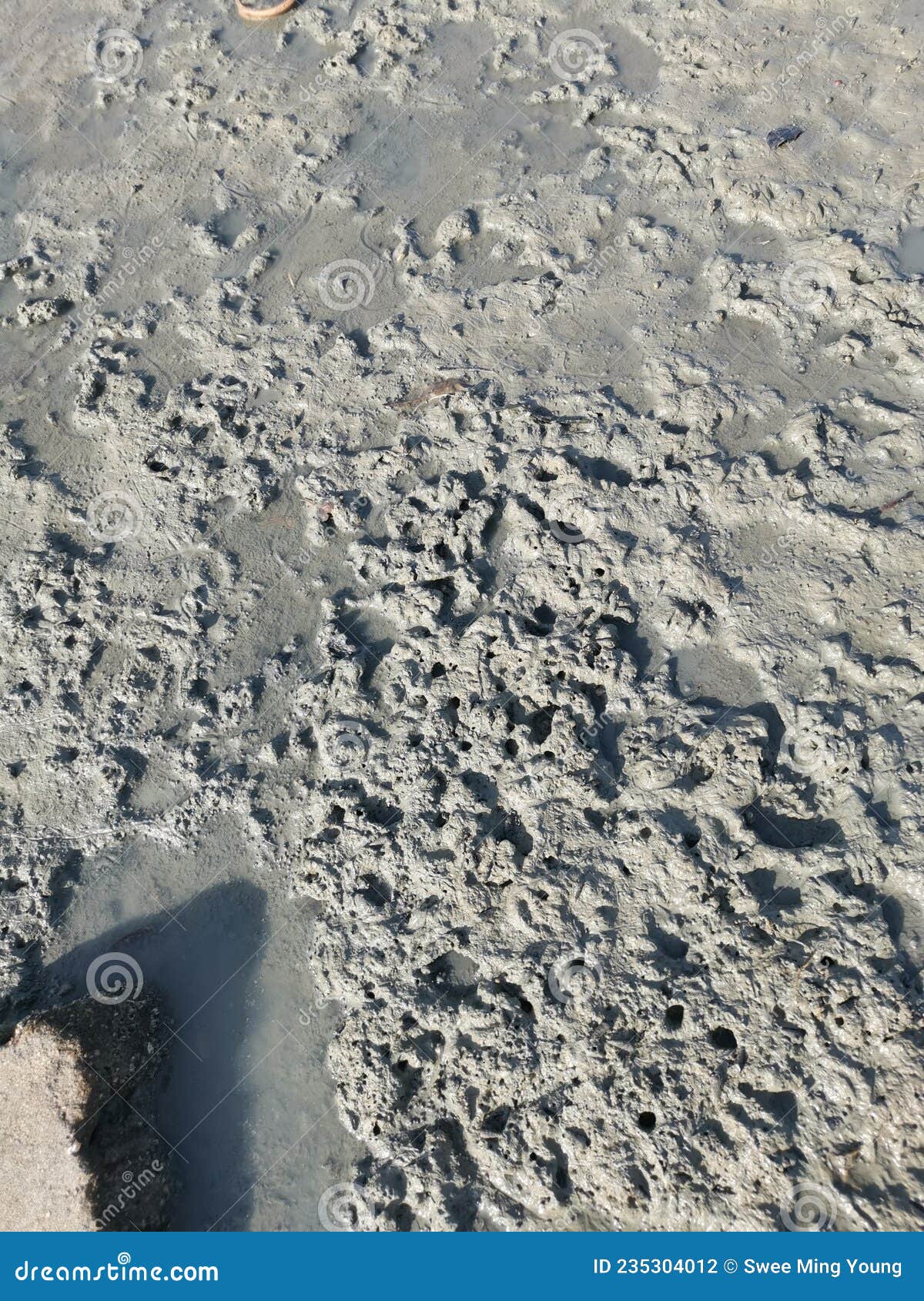 Texture of the Muddy Swamp Surface Stock Photo - Image of dump, ground ...