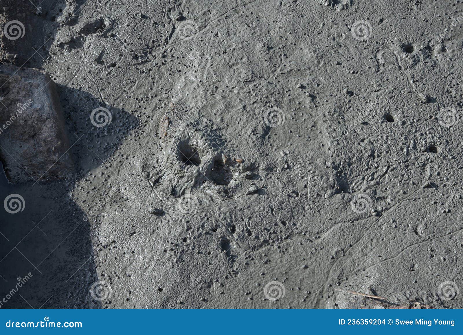 Texture Of The Muddy Swamp Surface Royalty-Free Stock Image ...