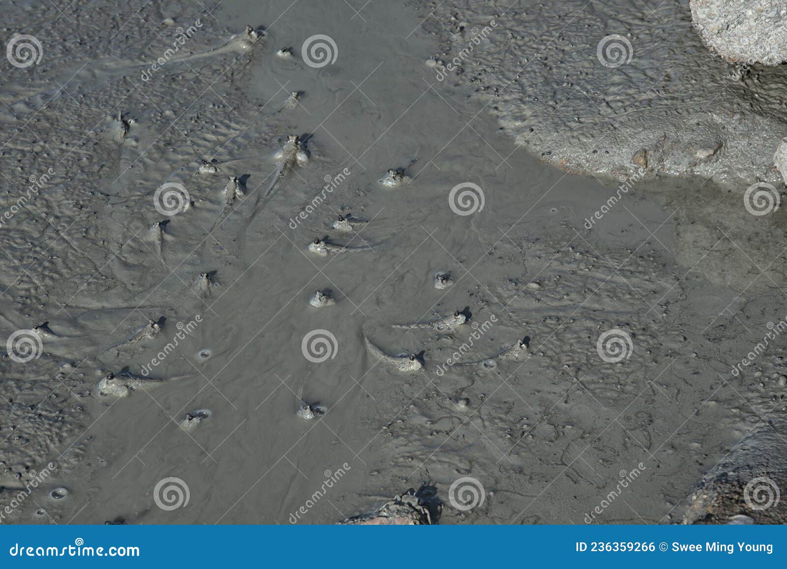 Texture of the Muddy Swamp Surface Stock Photo - Image of habitat, hole ...