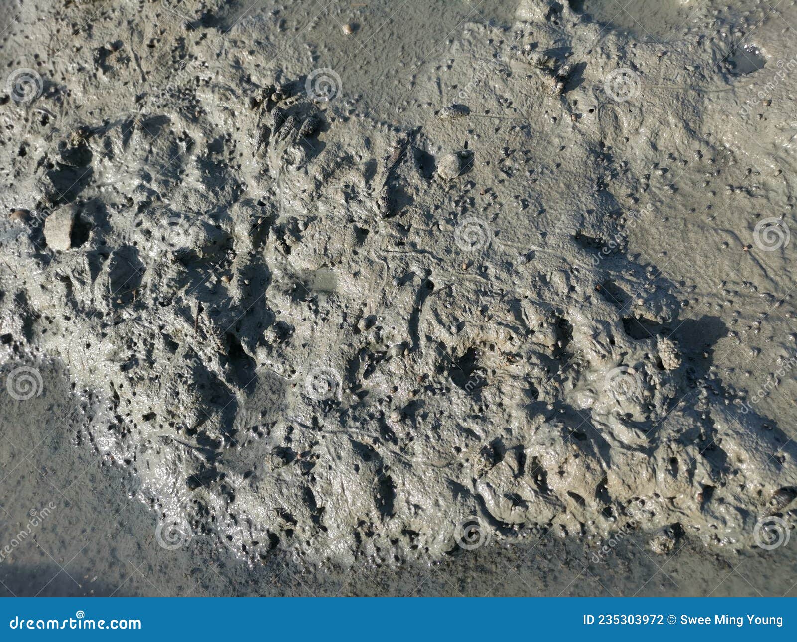 Texture of the Muddy Swamp Surface Stock Photo - Image of dirt ...