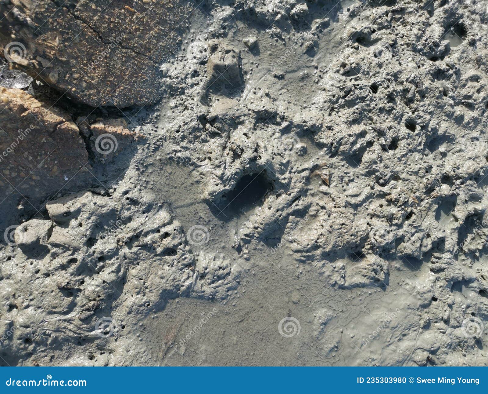 Texture of the Muddy Swamp Surface Stock Photo - Image of ecology ...