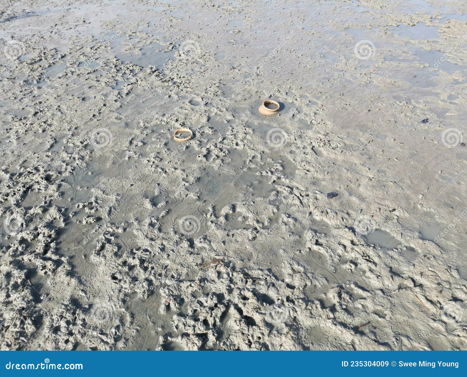 Texture of the Muddy Swamp Surface Stock Image - Image of contaminate ...