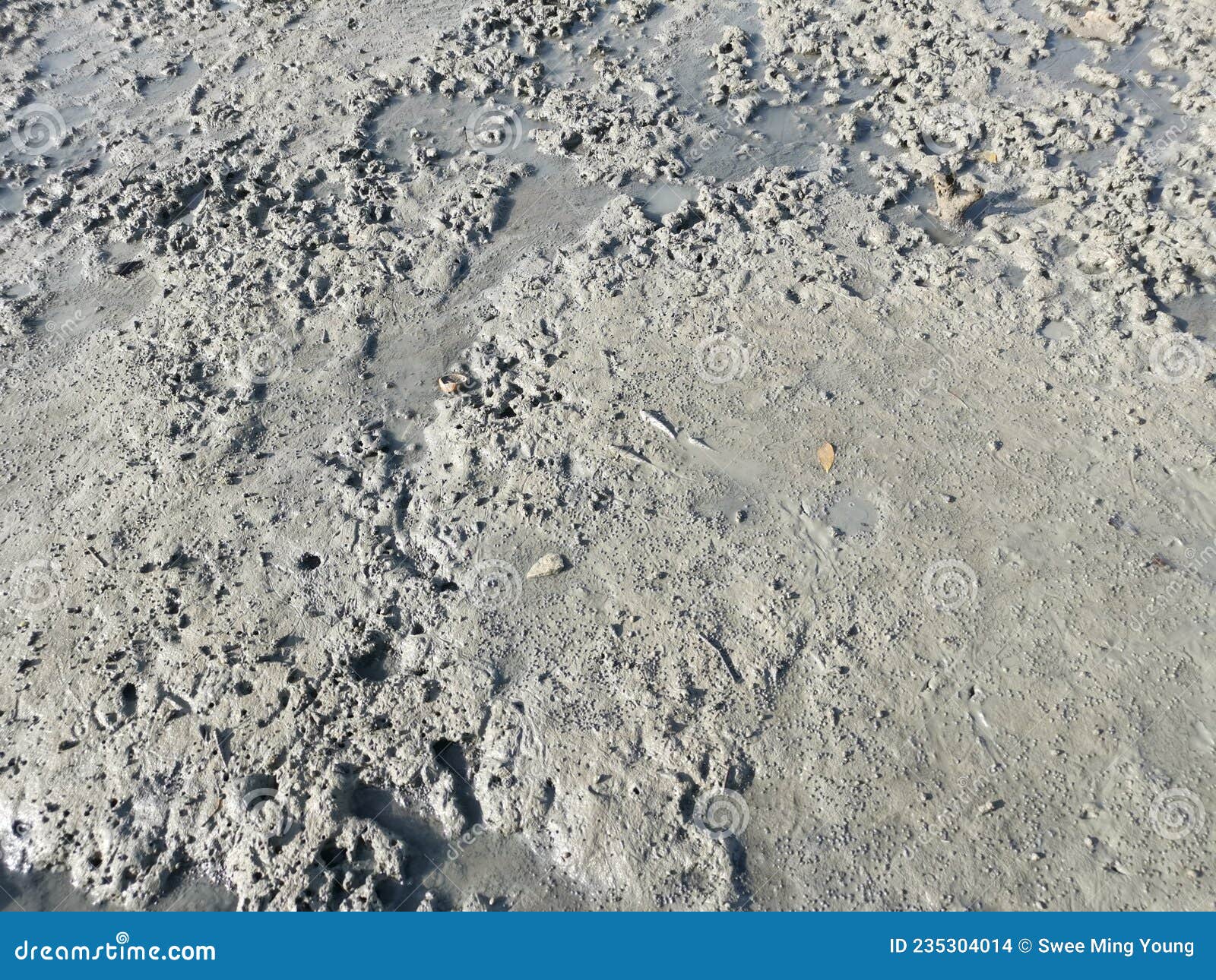 Texture of the Muddy Swamp Surface Stock Photo - Image of scenic, dump ...