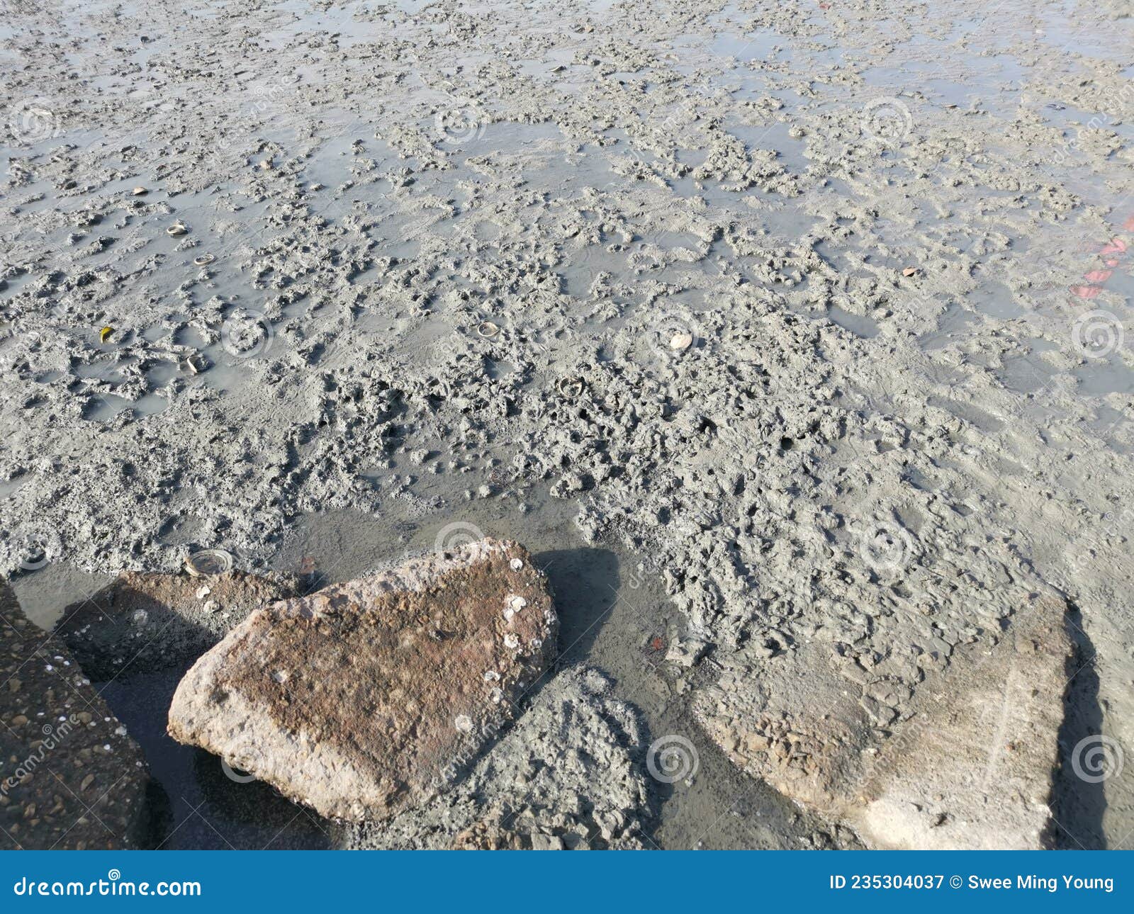 Texture of the Muddy Swamp Surface Stock Image - Image of marine, dirty ...