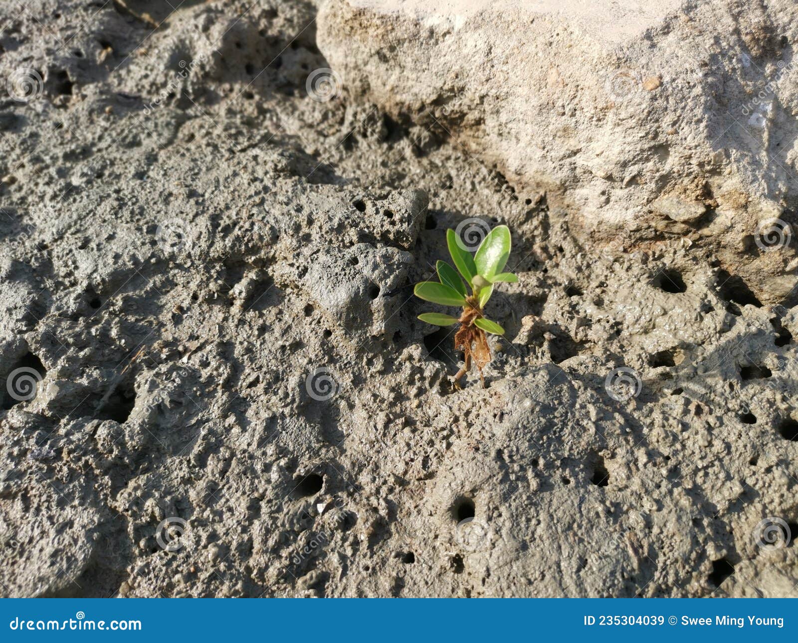 Texture of the Muddy Swamp Surface Stock Image - Image of background ...