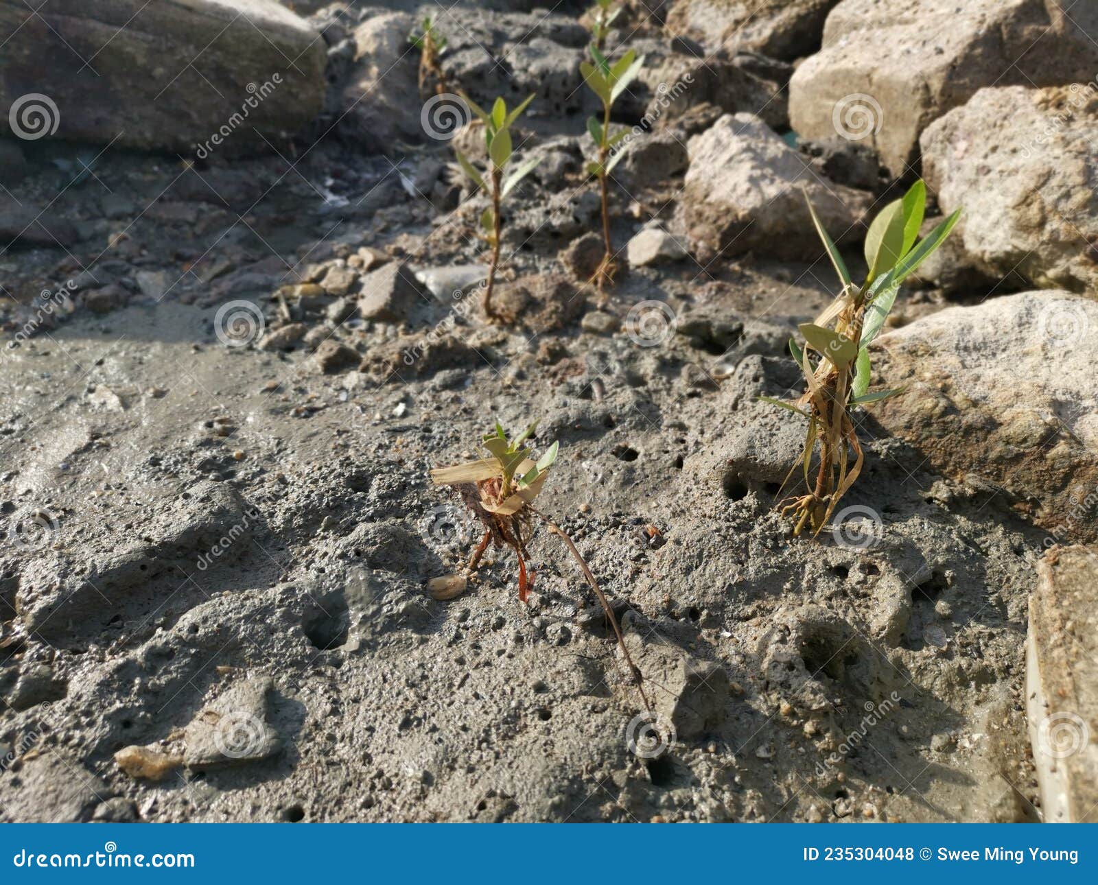The Texture Of A Muddy Puddle With Formed Mud And Quagmire Stock ...