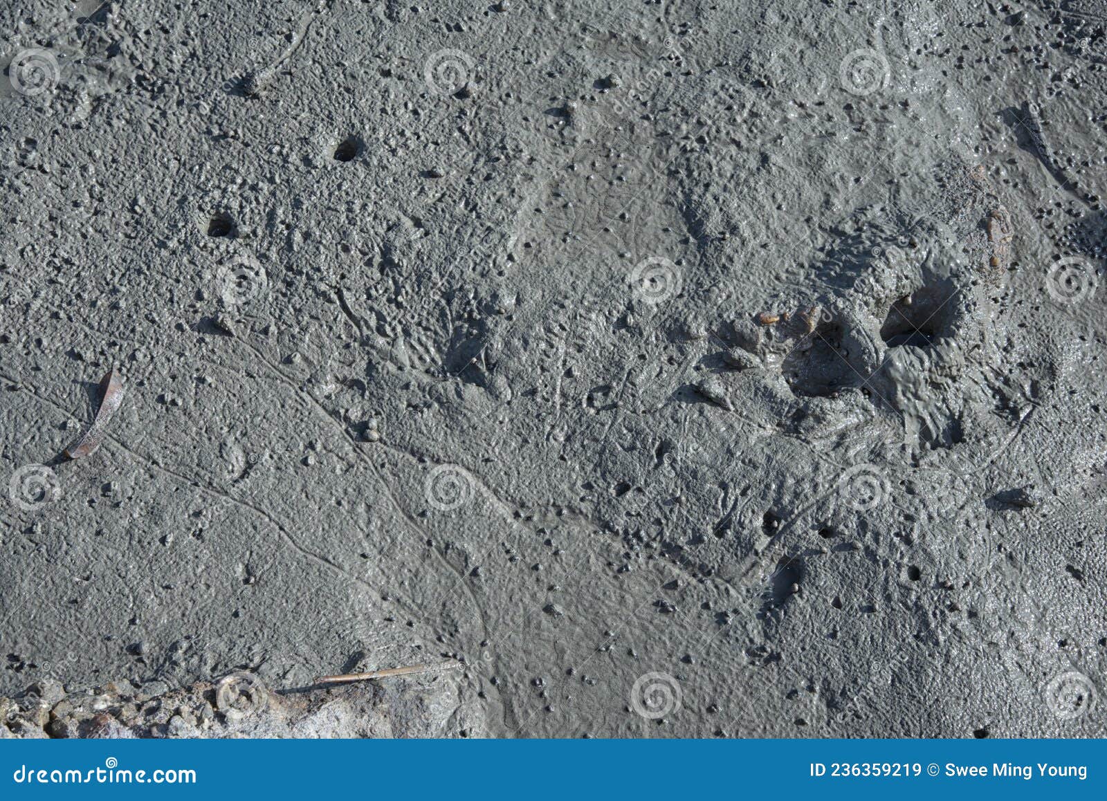 Texture of the Muddy Swamp Surface Stock Image - Image of nature ...