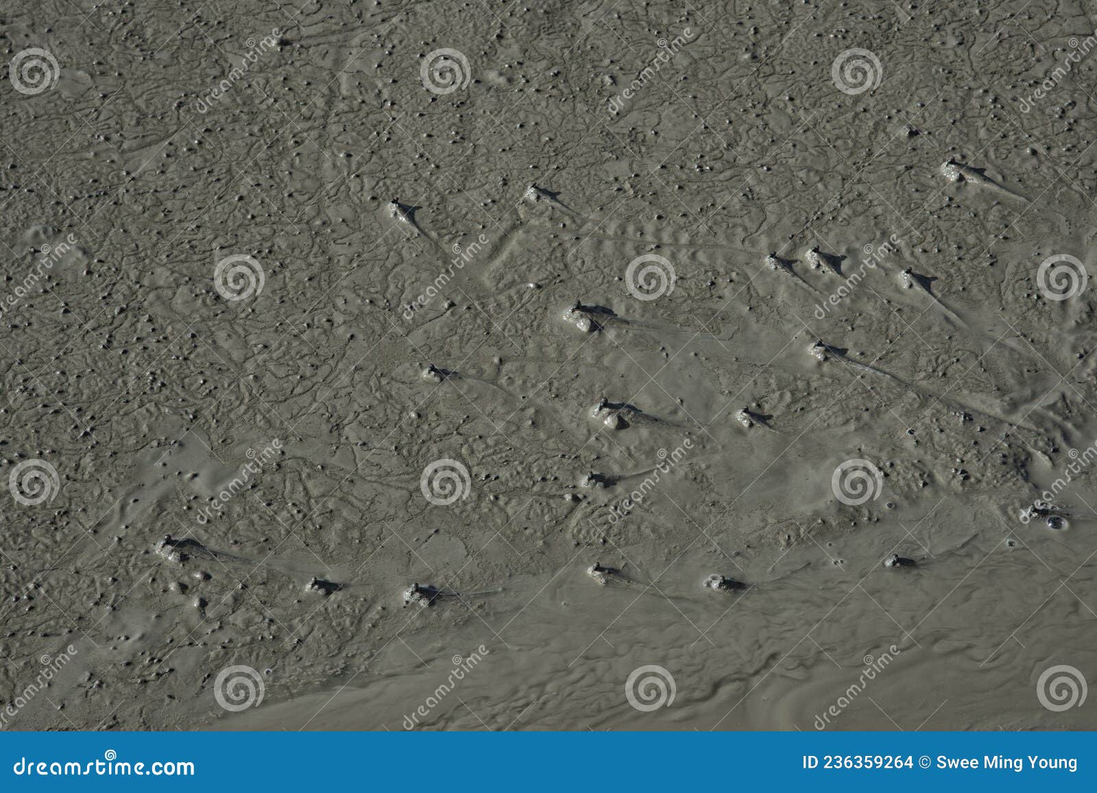 Texture of the Muddy Swamp Surface Stock Photo - Image of muddy, nature ...