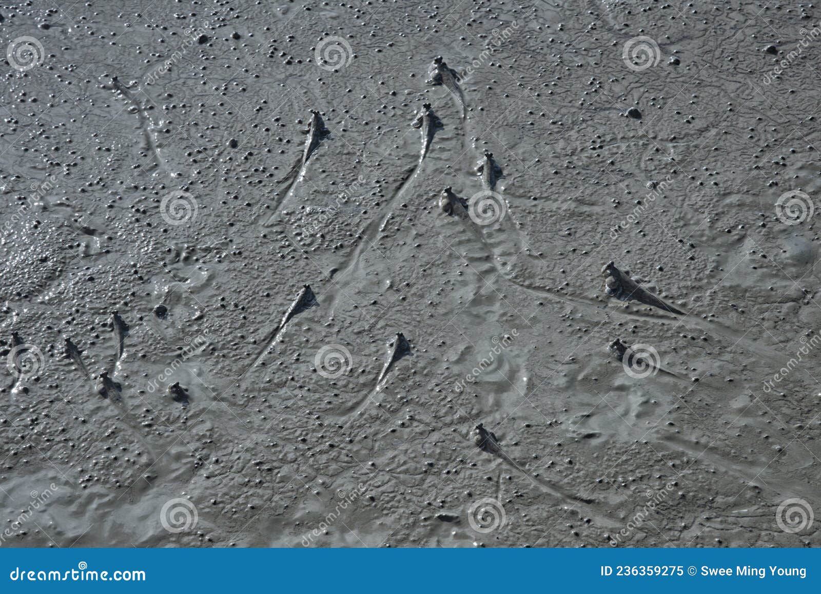 Texture of the Muddy Swamp Surface Stock Image - Image of hole, ecology ...