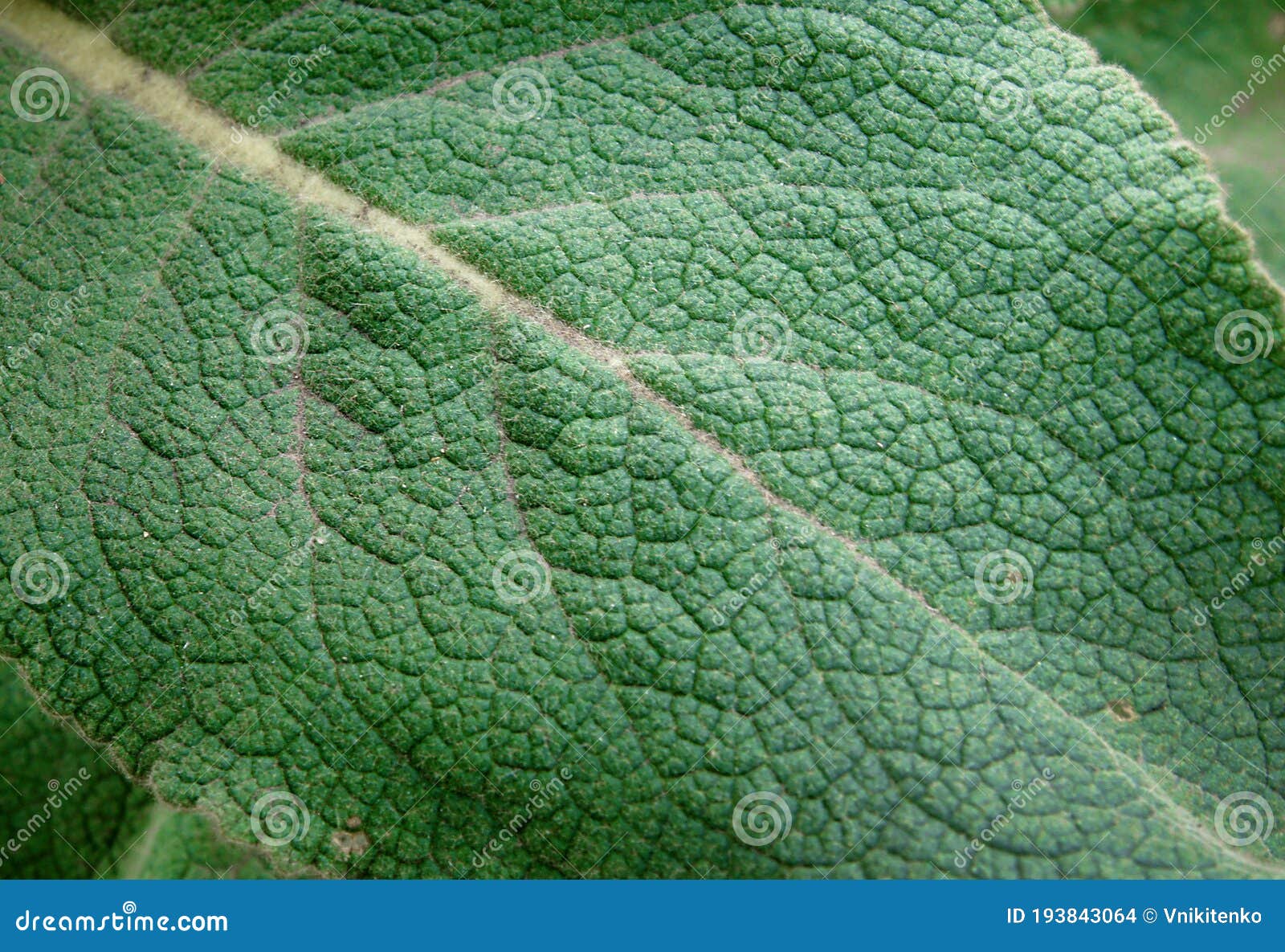 Texture of mullein leaf stock photo. Image of life, green - 193843064